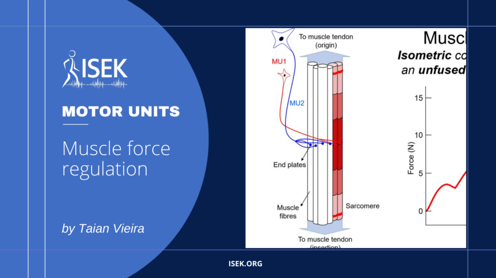 Muscle force regulation - International Society of Electrophysiology and Kinesiology (ISEK)